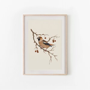 Hawfinch Bird Print,hawfinch Illustration, Bird Artwork,garden Bird ...