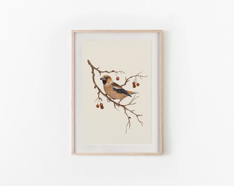 Hawfinch Bird Print,hawfinch Illustration, Bird Artwork,garden Bird ...