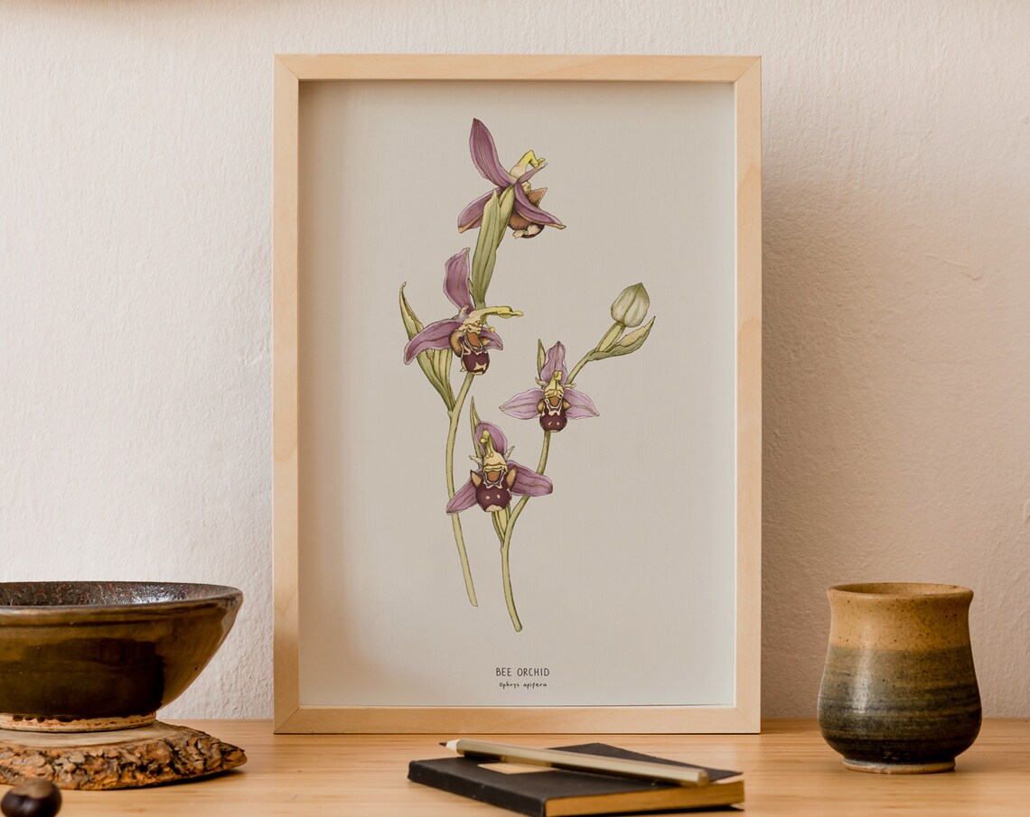 Wild Bee Orchid Botanical Illustration Art Print, Wildflower Botanical ...