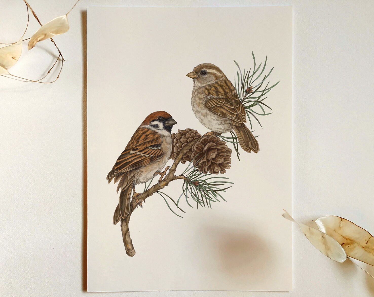 Sparrow Art Print Bird Art Print Sparrow Illustration - Etsy