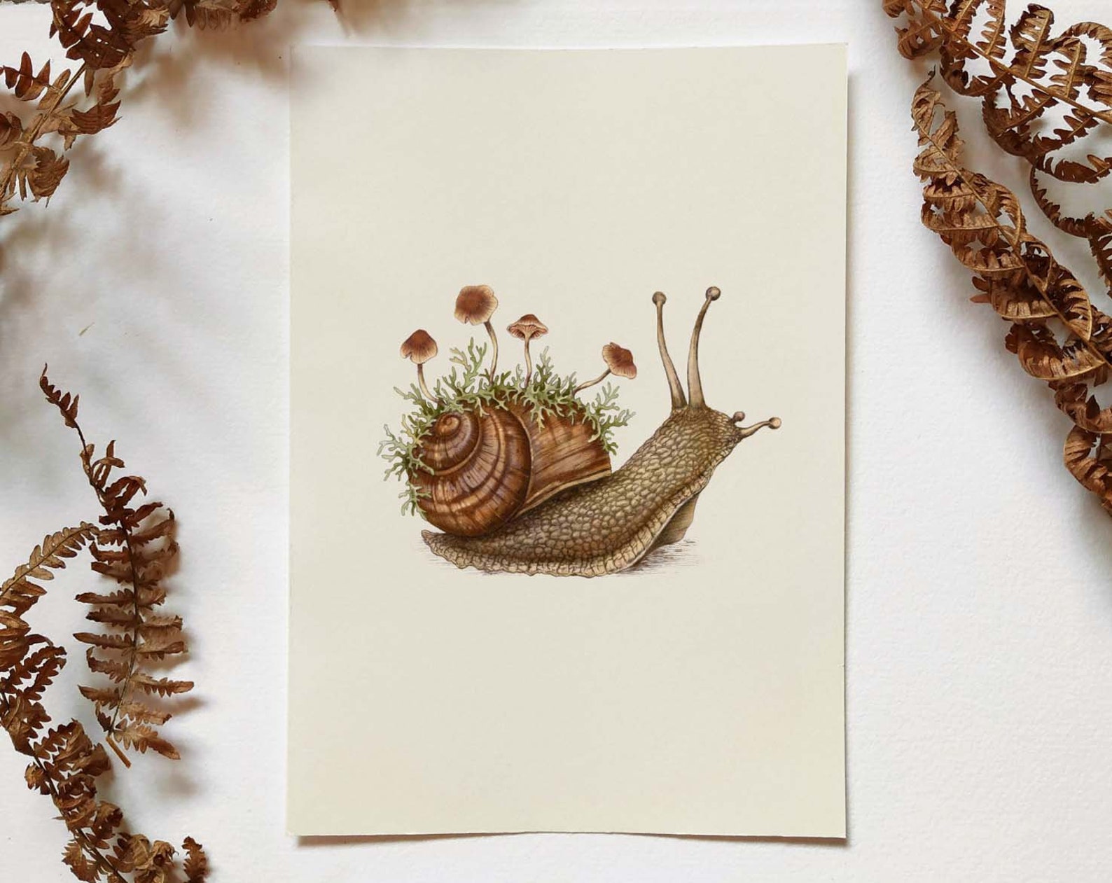 Garden Snail Art Print Wildlife Illustration Nature Poster - Etsy