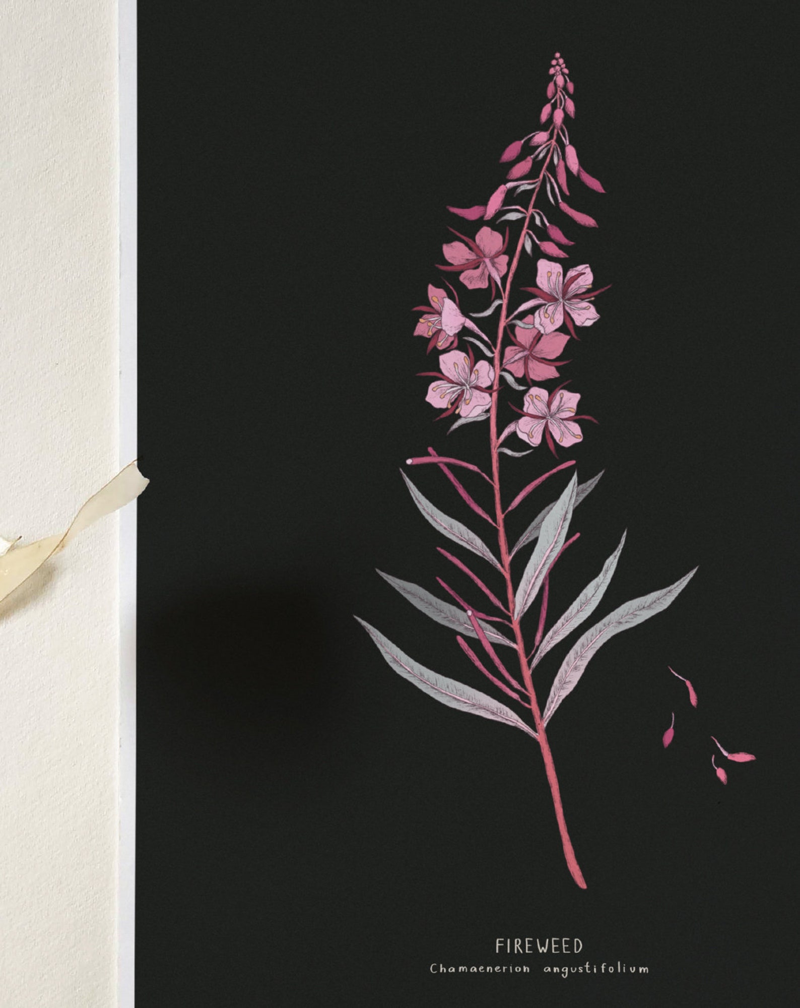 Fireweed Flower Botanical Print Illustration, Pink Red Wildflower Print ...
