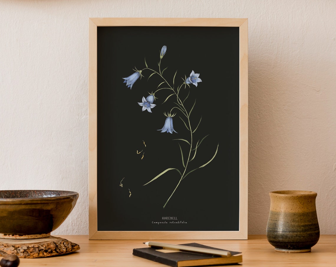 Bluebell Flower Botanical Print Illustration, Black Botanical Print ...