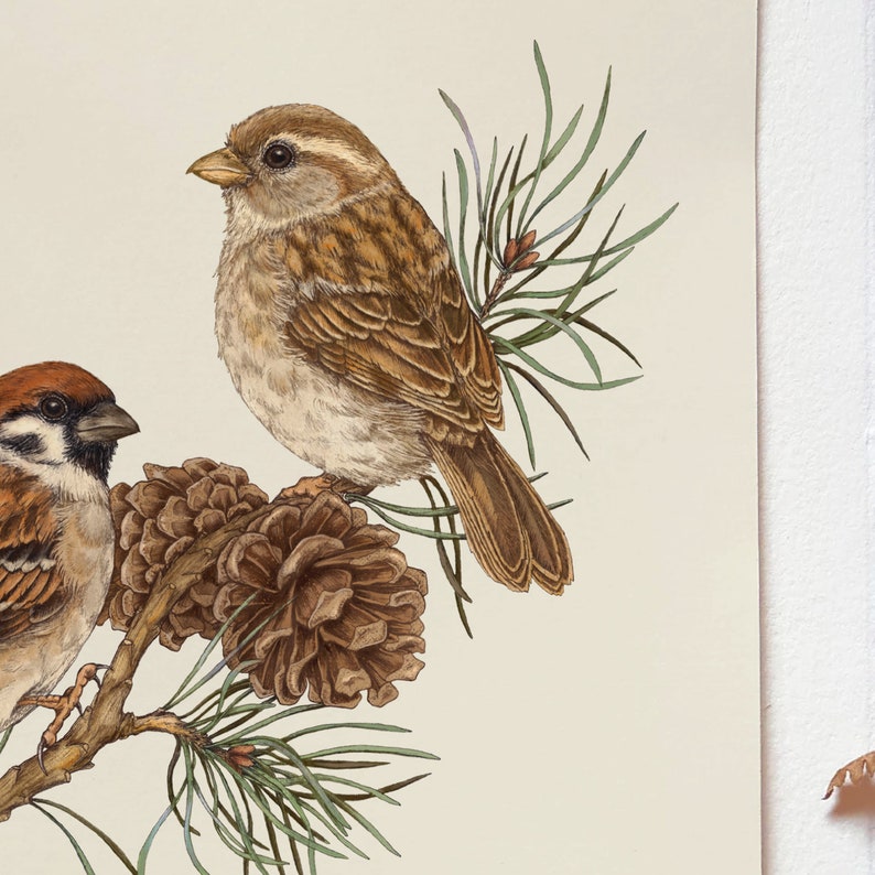Sparrow Art Print Bird Art Print Sparrow Illustration - Etsy