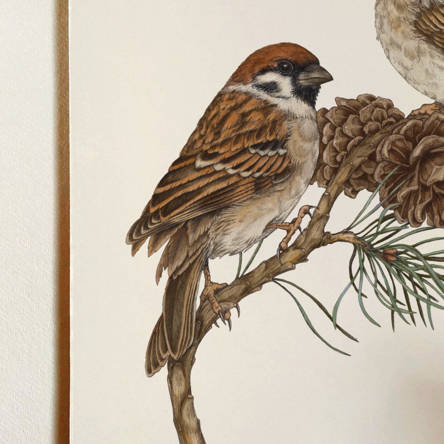 Sparrow Art Print Bird Art Print Sparrow Illustration - Etsy