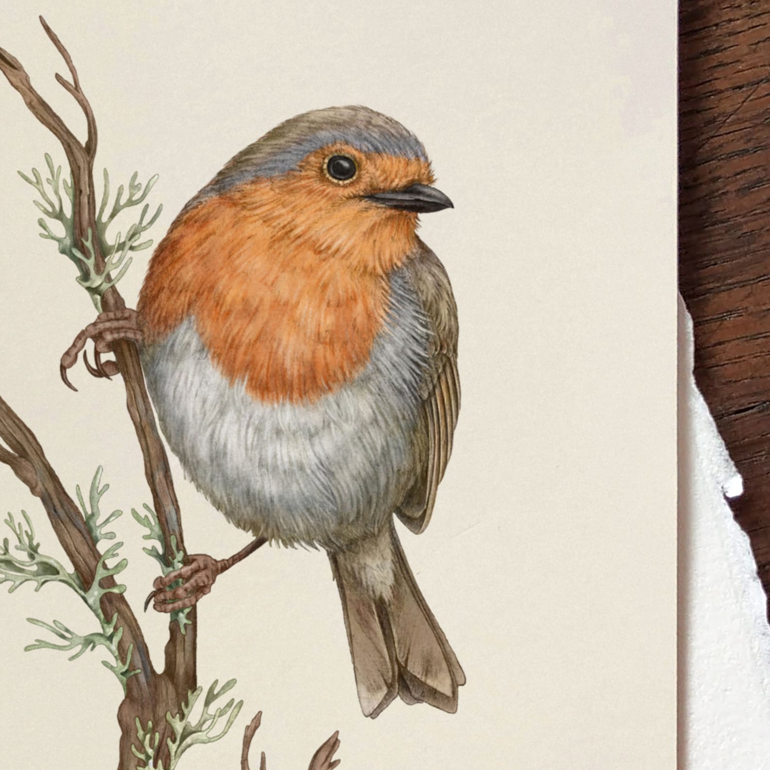 Robin Bird Giclee Print Robin Illustration Garden Bird Wall | Etsy