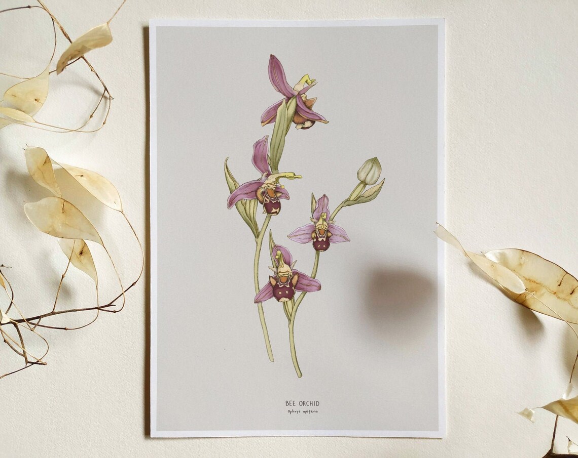 Wild Bee Orchid Botanical Illustration Art Print, Wildflower Botanical ...