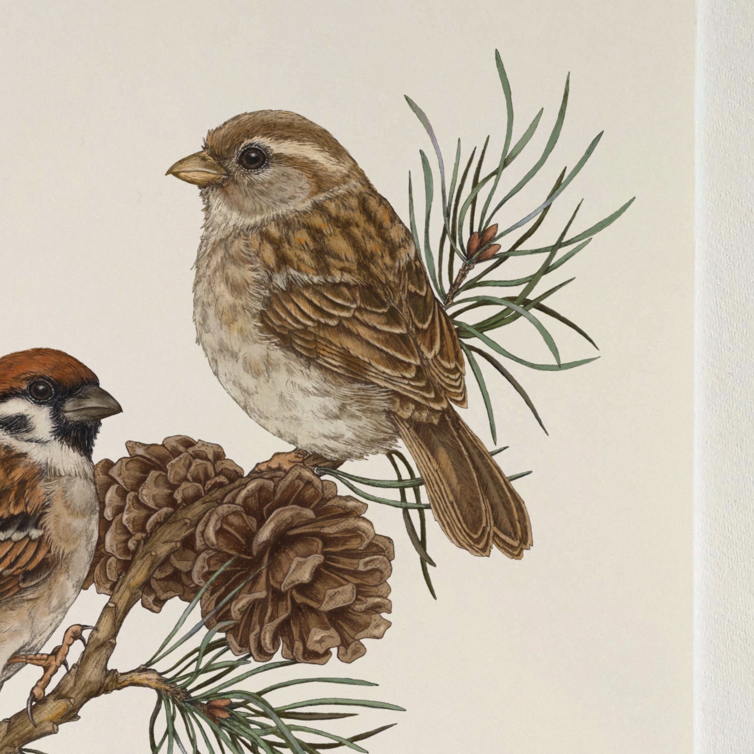 Sparrow Art Print Bird Art Print Sparrow Illustration - Etsy