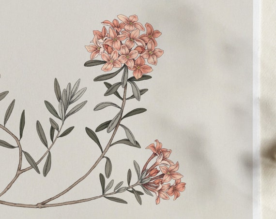 Daphne Flower