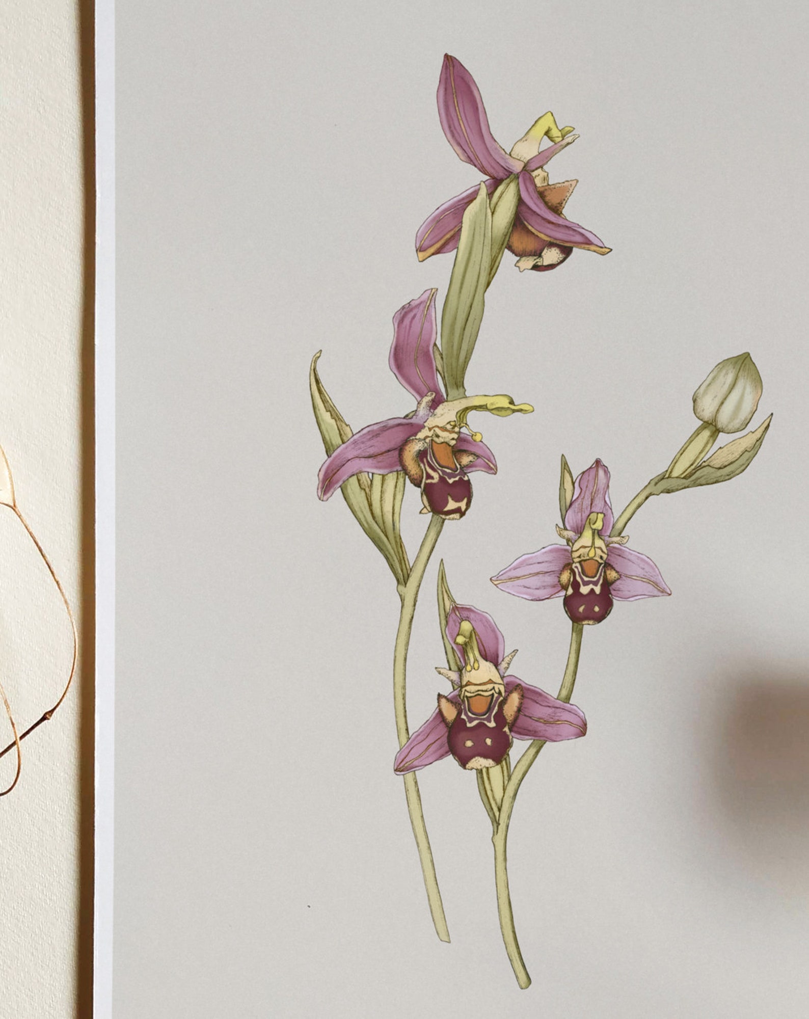 Wild Bee Orchid Botanical Illustration Art Print, Wildflower Botanical ...