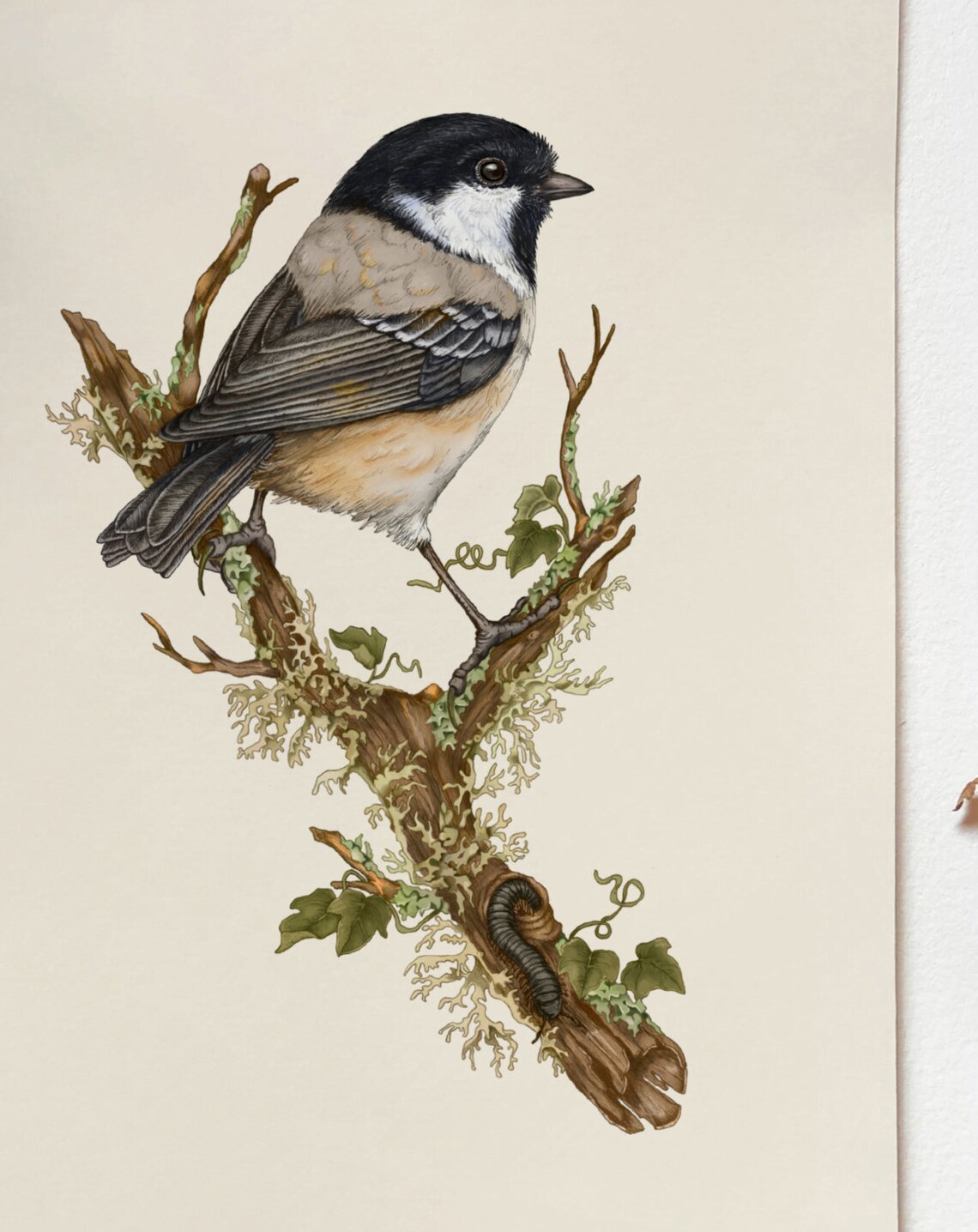 Chickadee Bird Illustration Print Chickadee Art Bird Art - Etsy