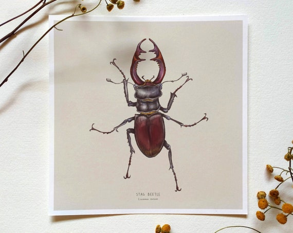Stag Beetle Print Vintage Illustration Insect Art Print | Etsy
