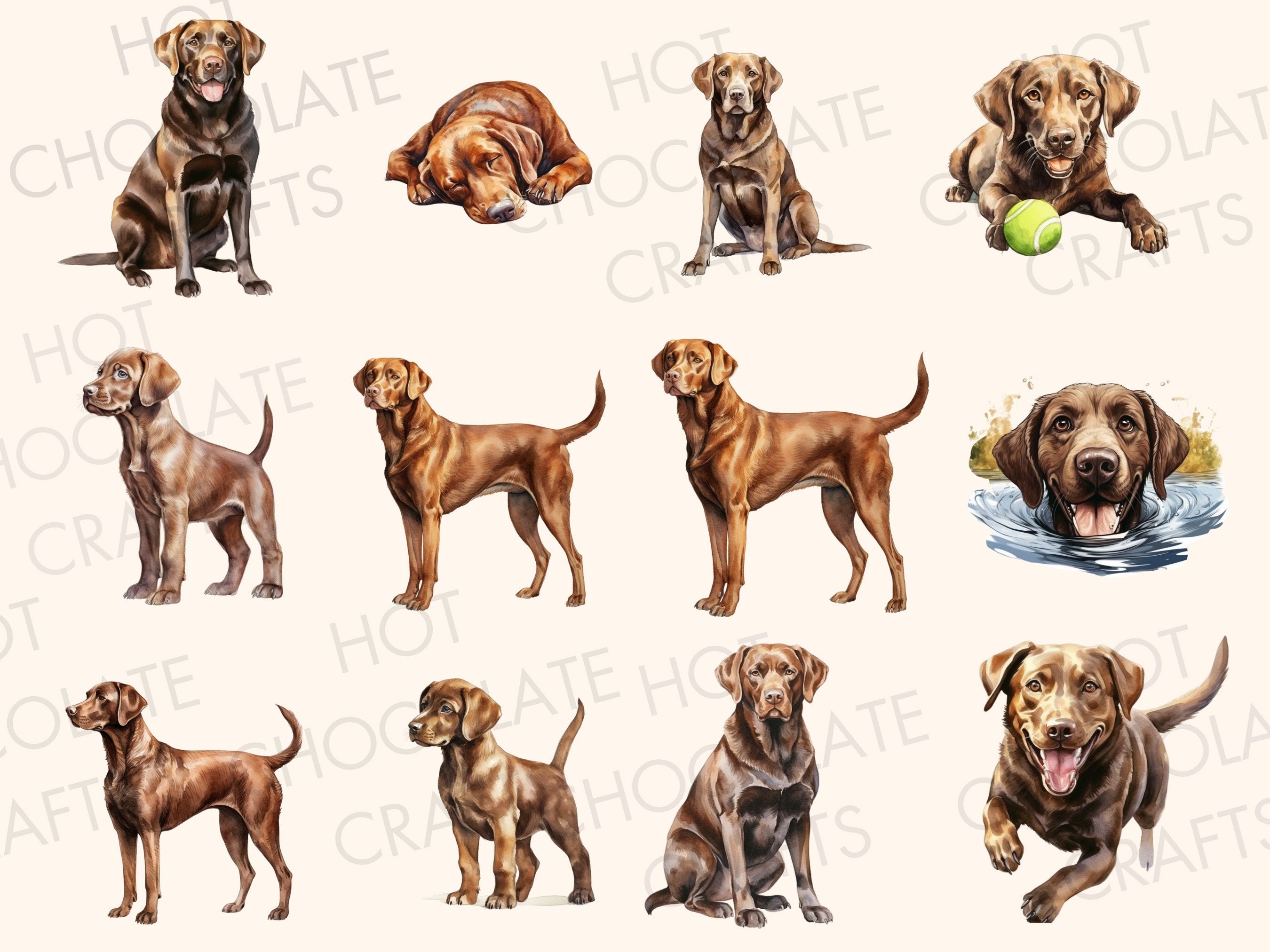 24 Chocolate Labrador Retriever Watercolor Clipart PNG Sublimation ...