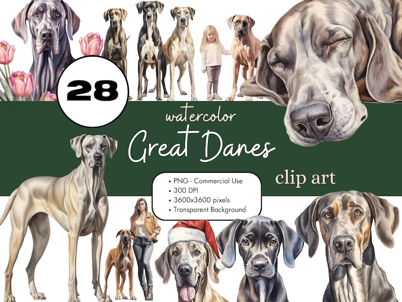 28 Great Danes Watercolor Clipart PNG Sublimation Bundle Commercial Use ...