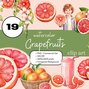 19 Grapefruits Watercolor Clipart PNG Sublimation Bundle Commercial Use Graphics Cirtus Fruit ...