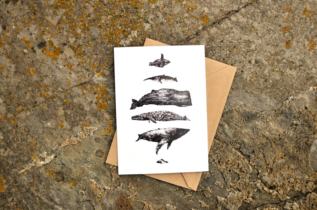 Whale Greeting Card, Cetology, Black and White, Graphic Drawing ...