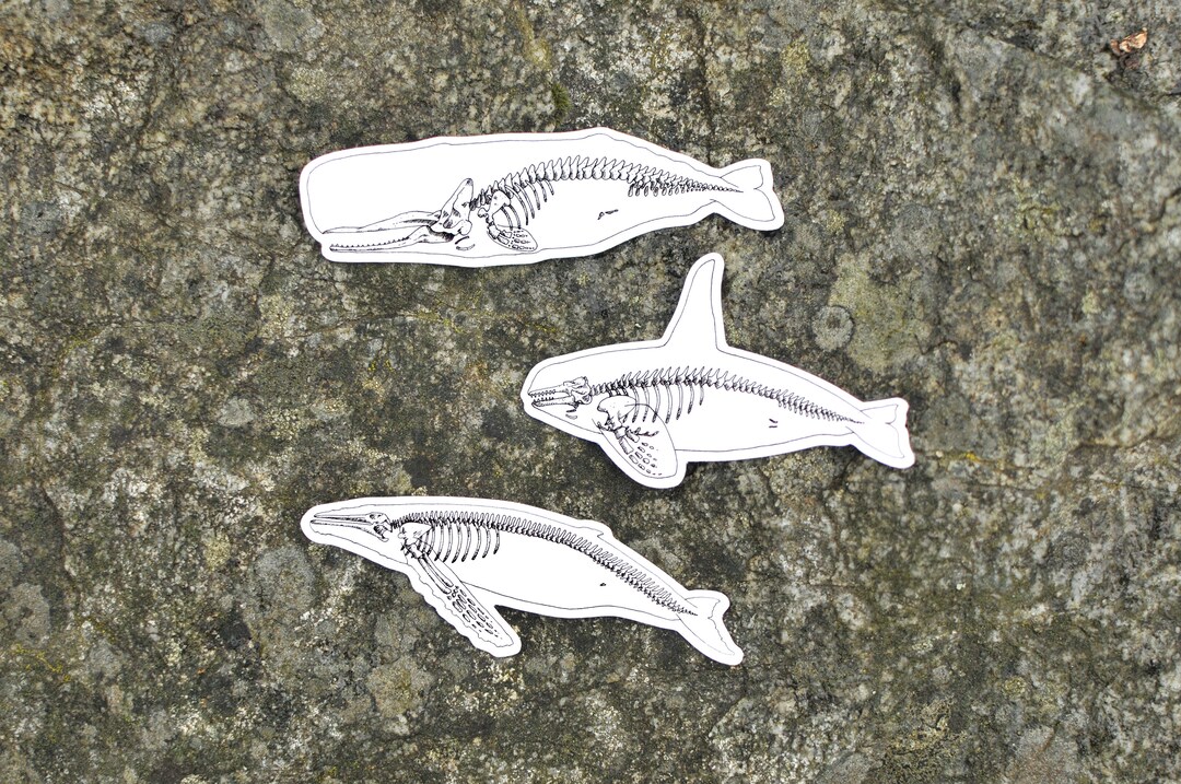 Set of 3 Marine Biology Whale Vinyl Stickers Humpback, Orca, Sperm ...