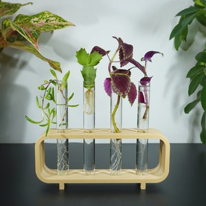 Test Tube Propagation Station - Etsy