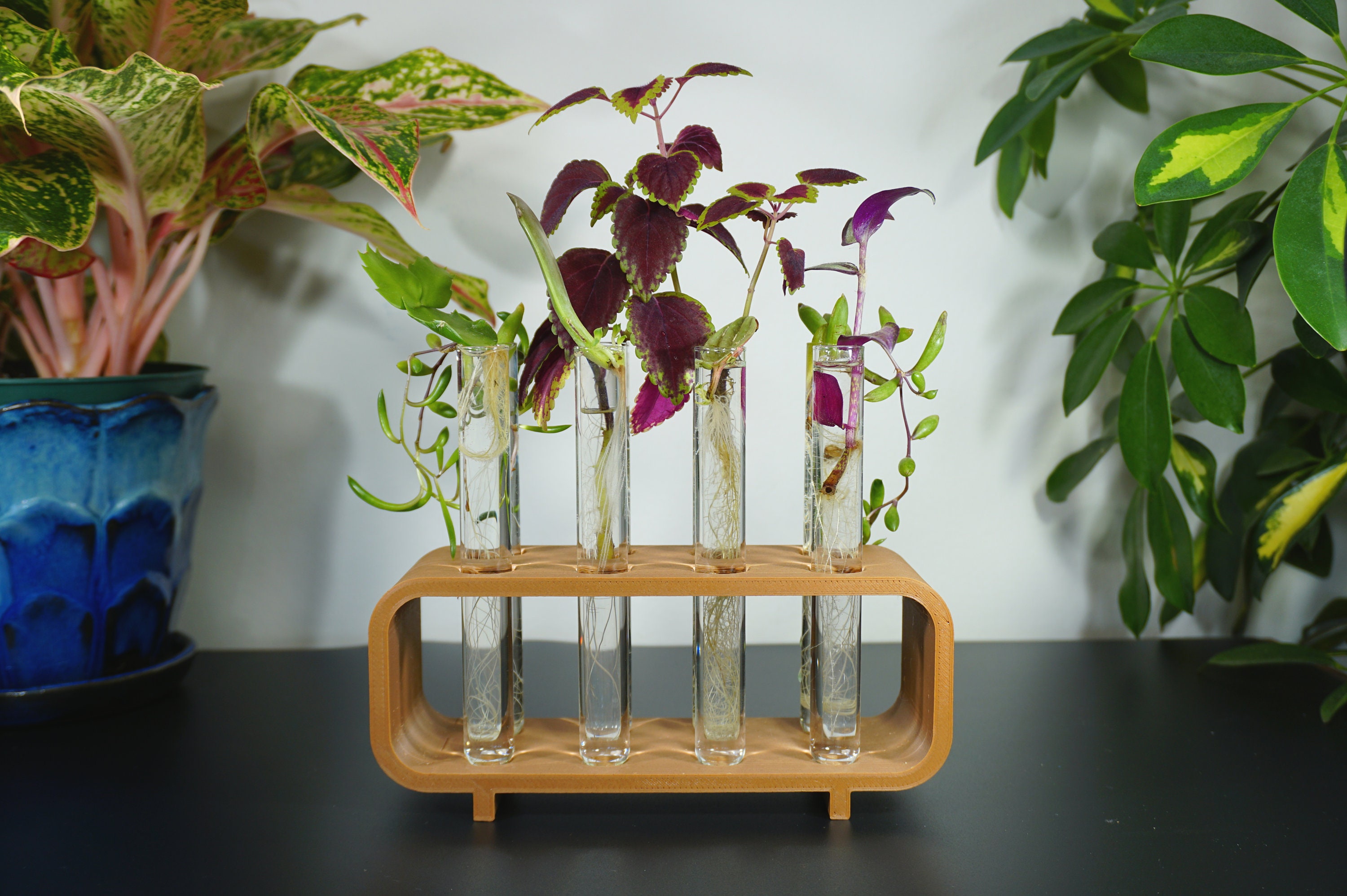 Test Tube Propagation Station - Etsy Canada
