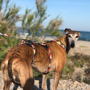 Greyhound Security Harness - 3 Point Harness | Whippet Harness ...