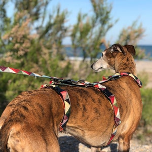 Greyhound Security Harness - 3 Point Harness | Whippet Harness ...