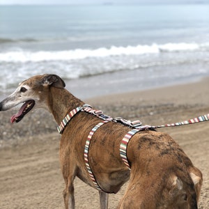 Greyhound Security Harness - 3 Point Harness | Whippet Harness ...