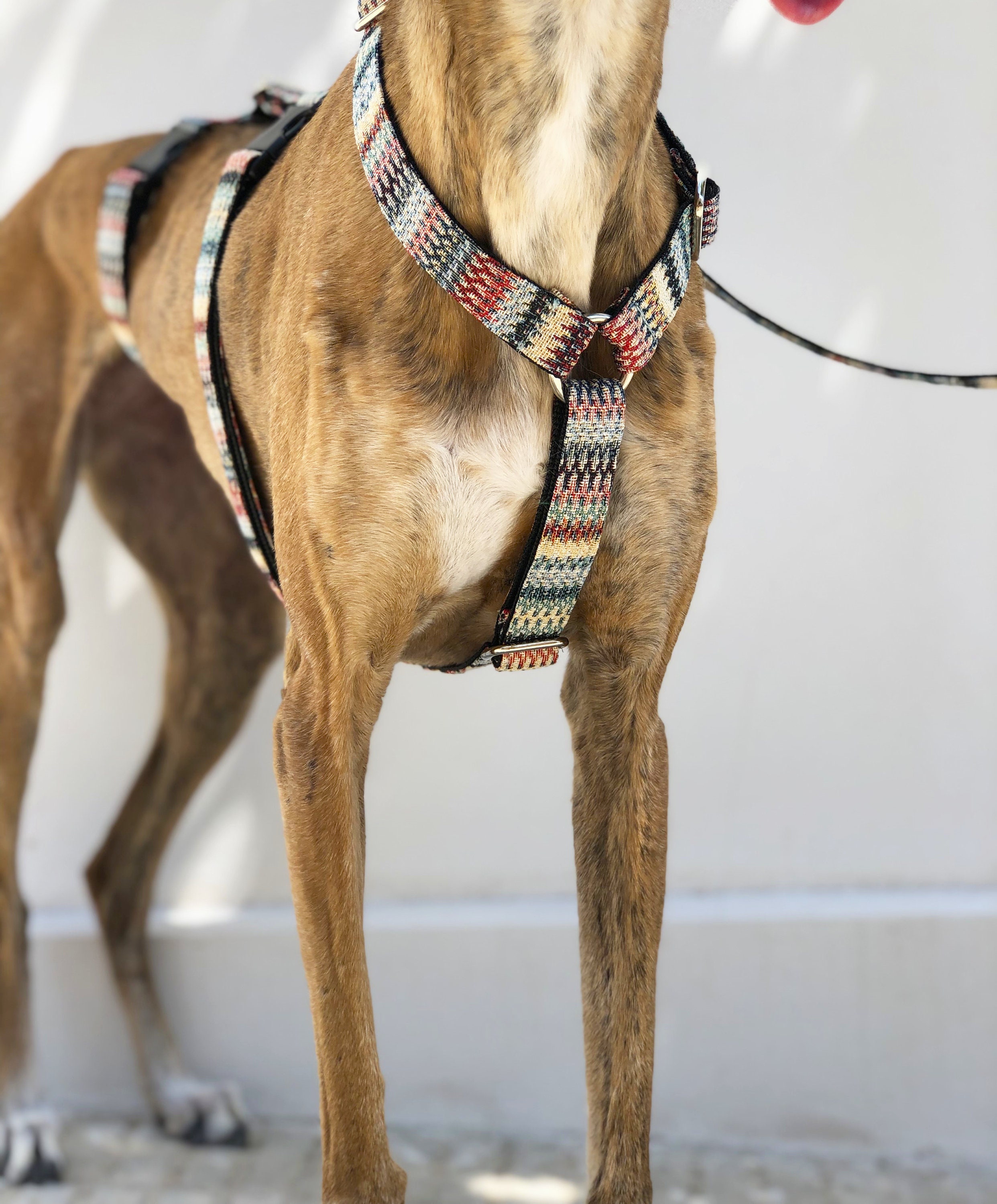 Greyhound Security Harness - 3 Point Harness | Whippet Harness ...