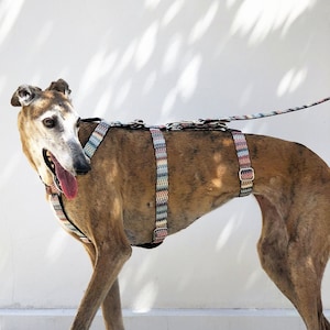 Greyhound Security Harness - 3 Point Harness | Whippet Harness ...