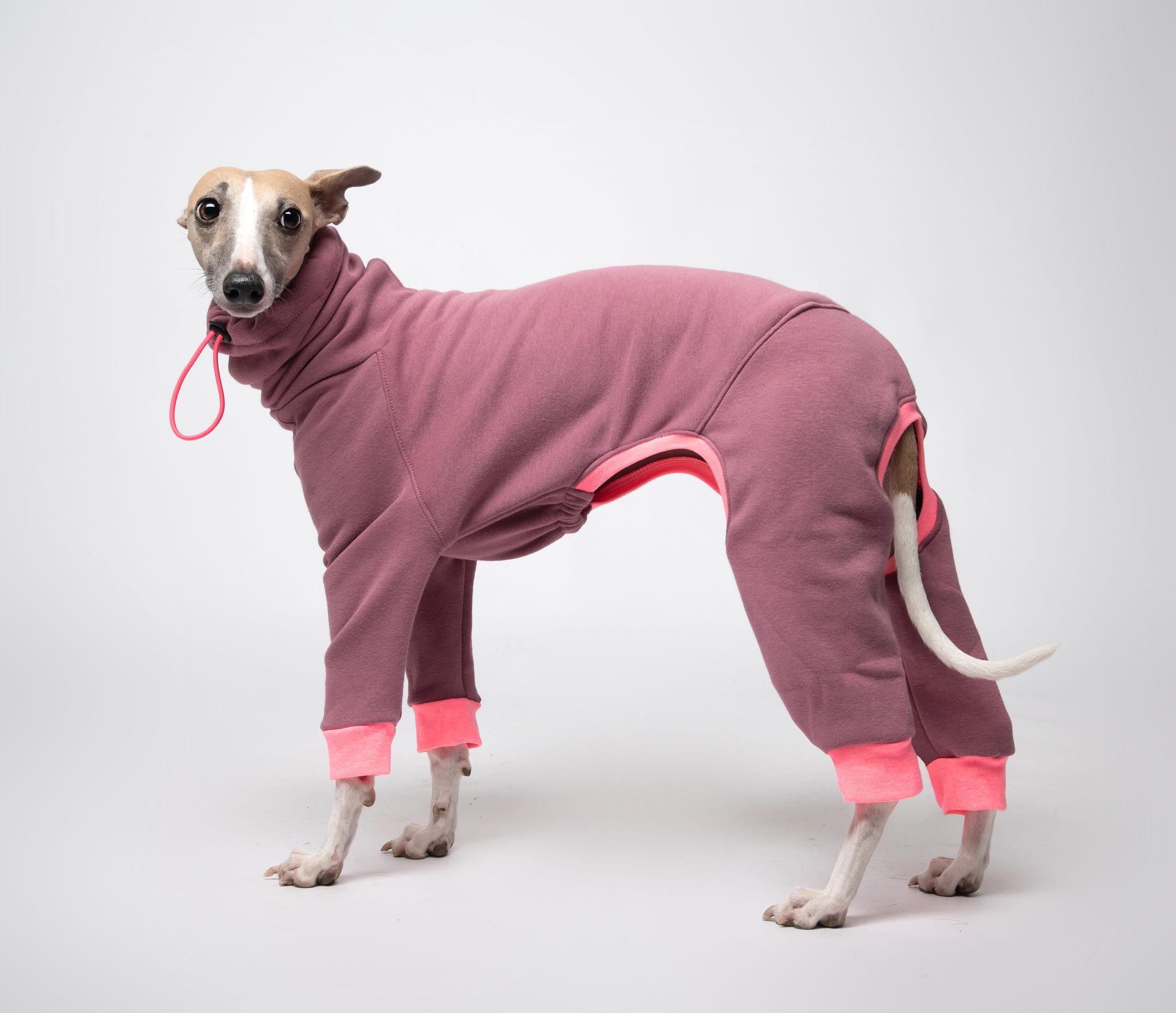 Italian Greyhound, Whippet , Greyhound Jumpsuit | Super Warm Whippet ...