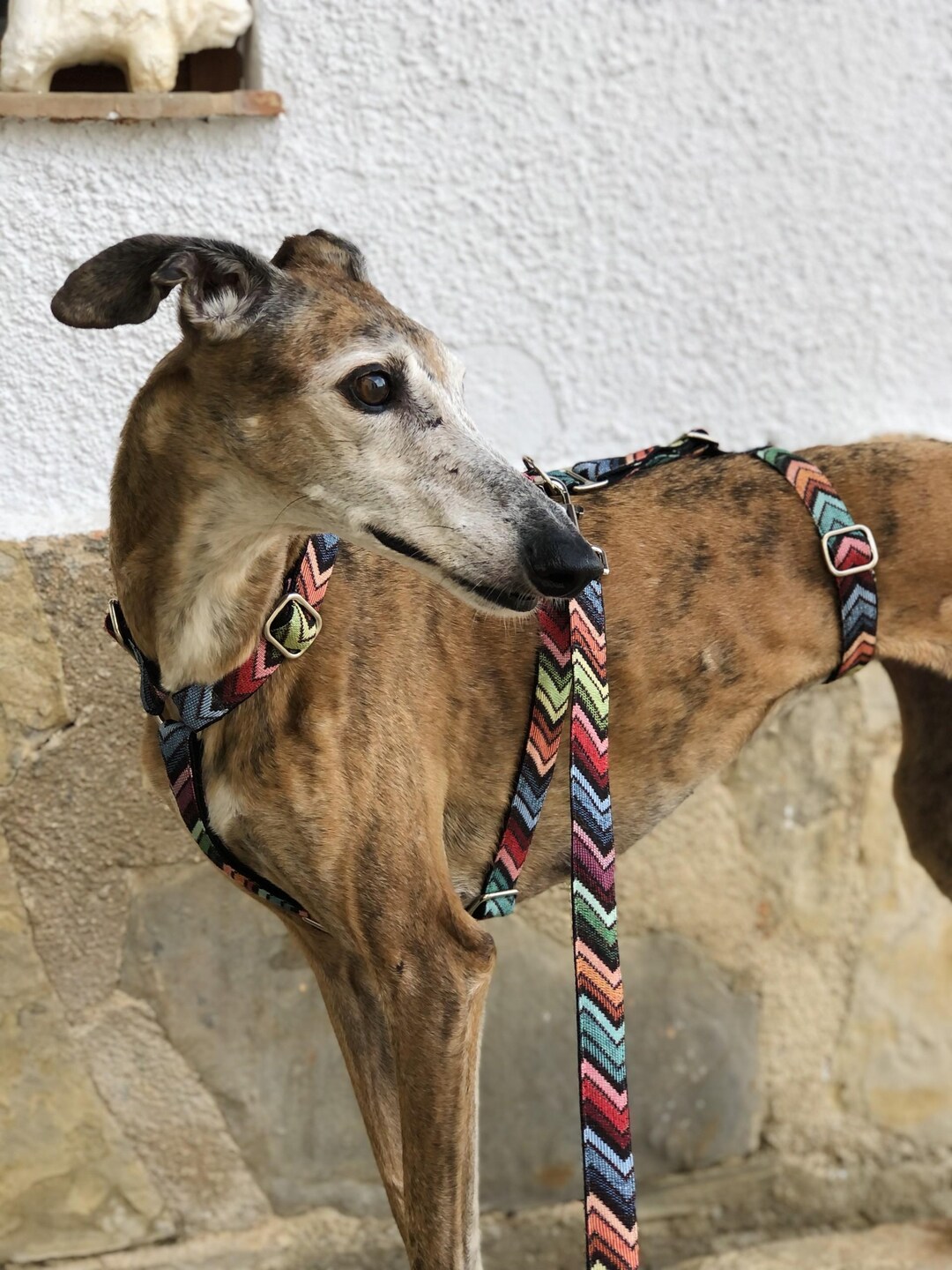 Greyhound Security Harness - 3 Point Harness | Whippet Harness ...