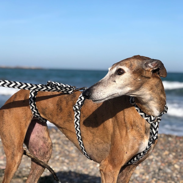 Italian Greyhound Harness - Etsy