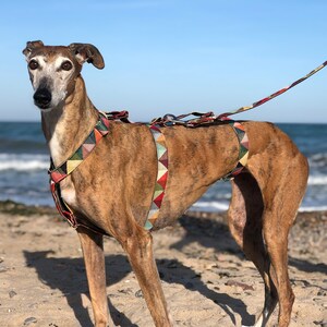 Greyhound Security Harness - 3 Point Harness | Whippet Harness ...