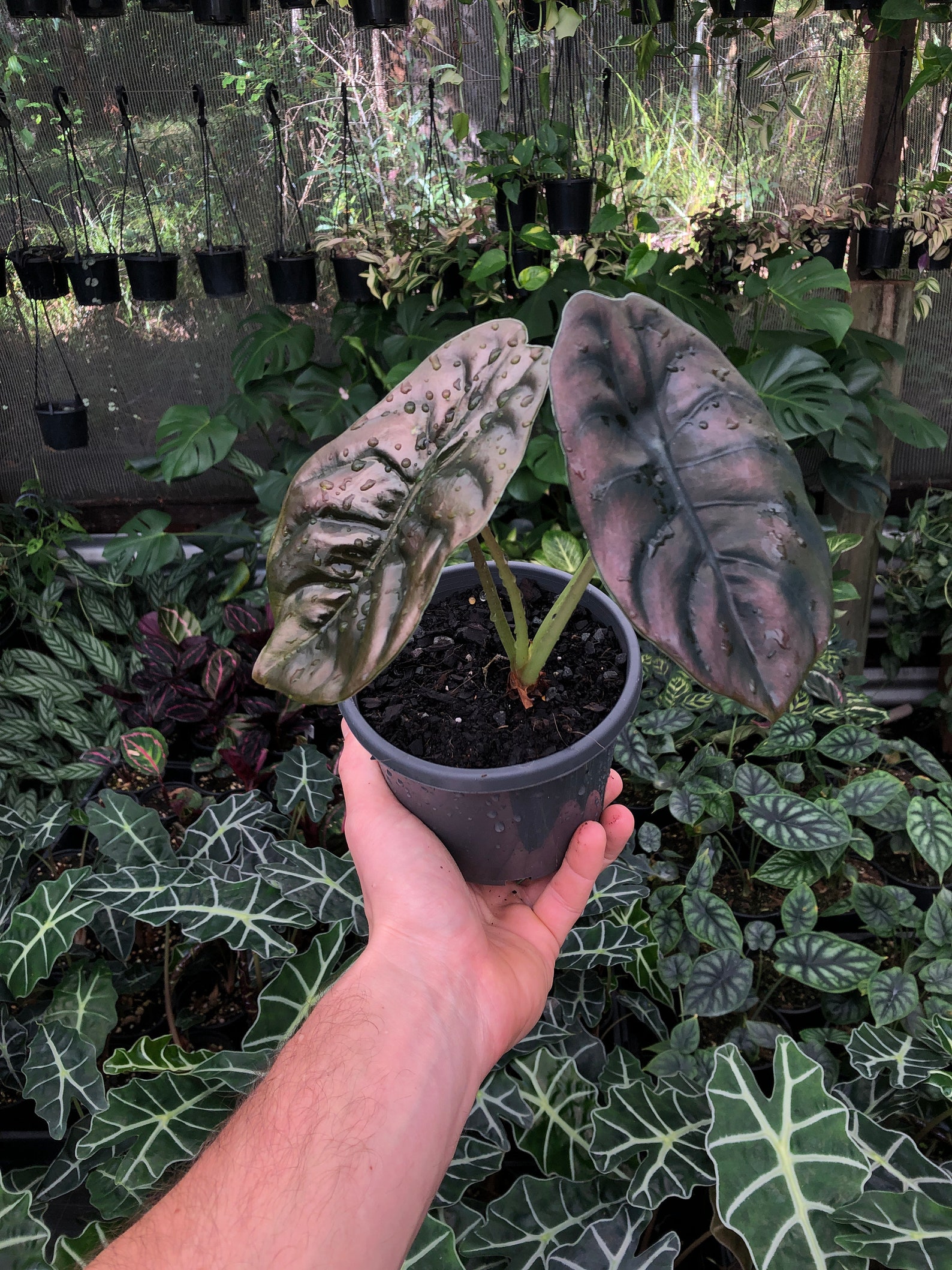Alocasia Cuprea Alocasia 'Red Secret' Aroid Easy | Etsy