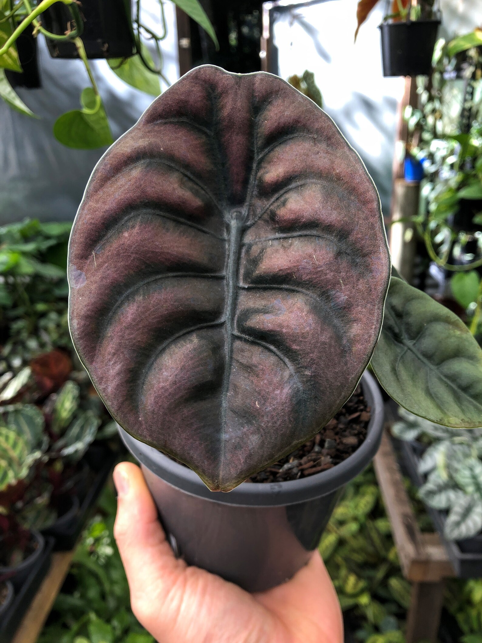 Alocasia Cuprea Alocasia 'Red Secret' Aroid Easy | Etsy