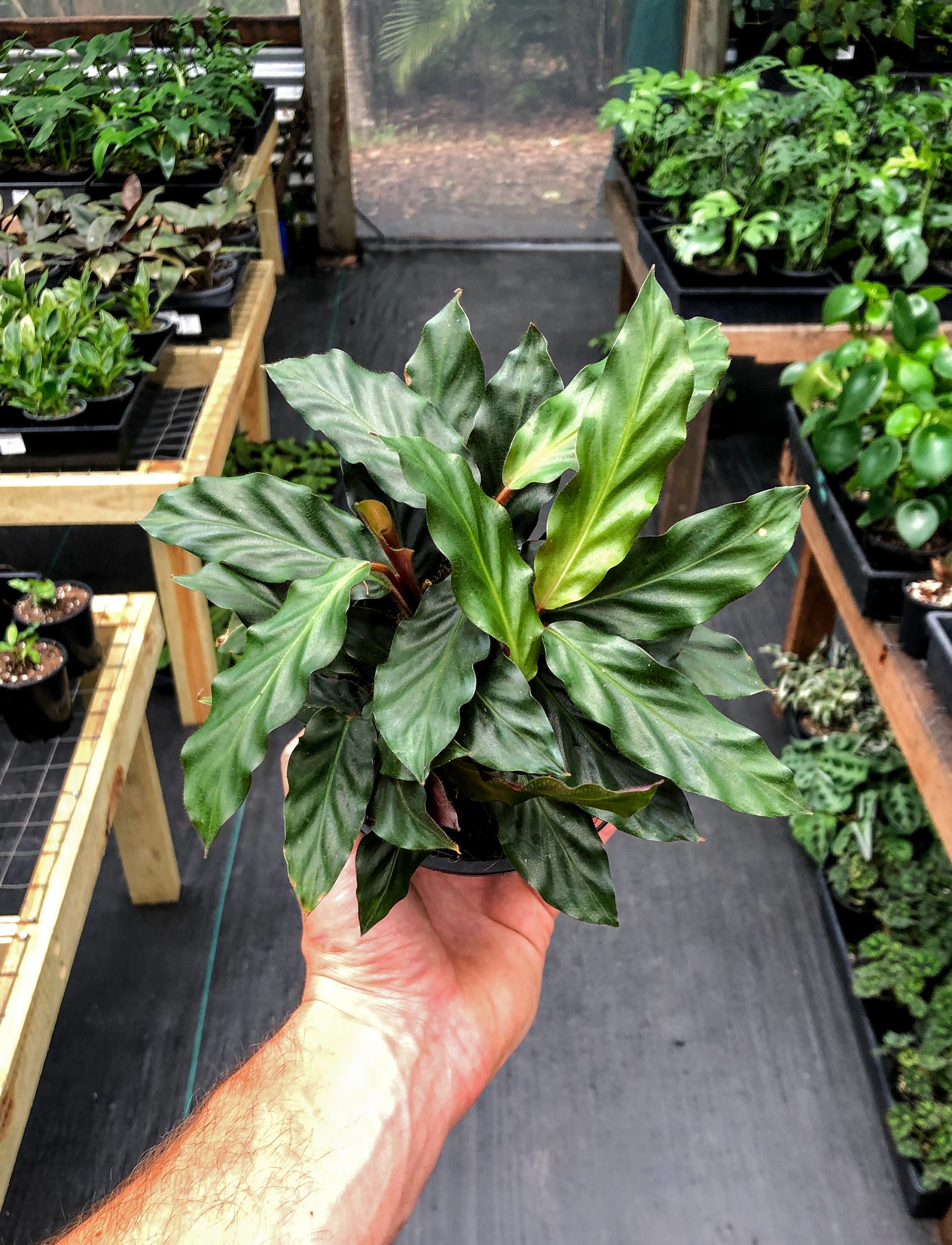 Calathea Rufibarba Furry Feather Calathea Velvet Calathea | Etsy