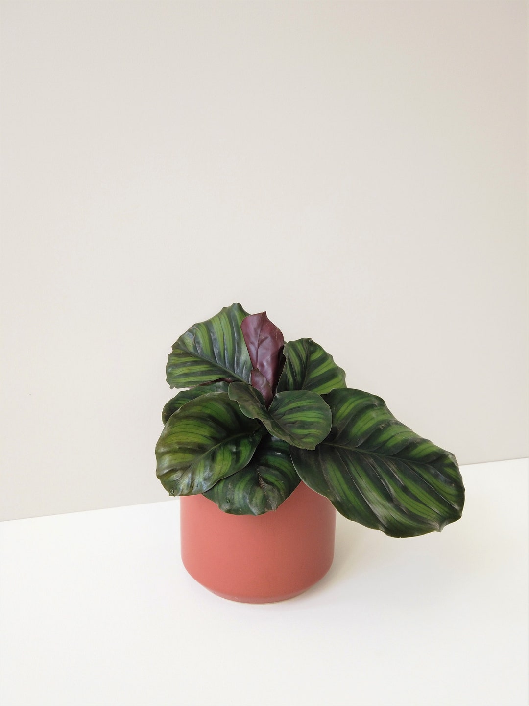 Calathea Fasciata Calathea Rotundifolia Houseplant - Etsy Australia