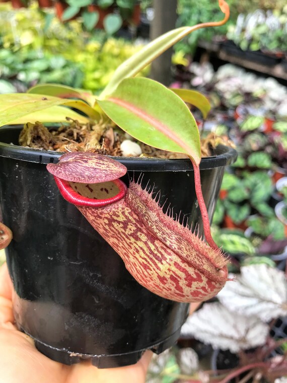 Nepenthes Miranda