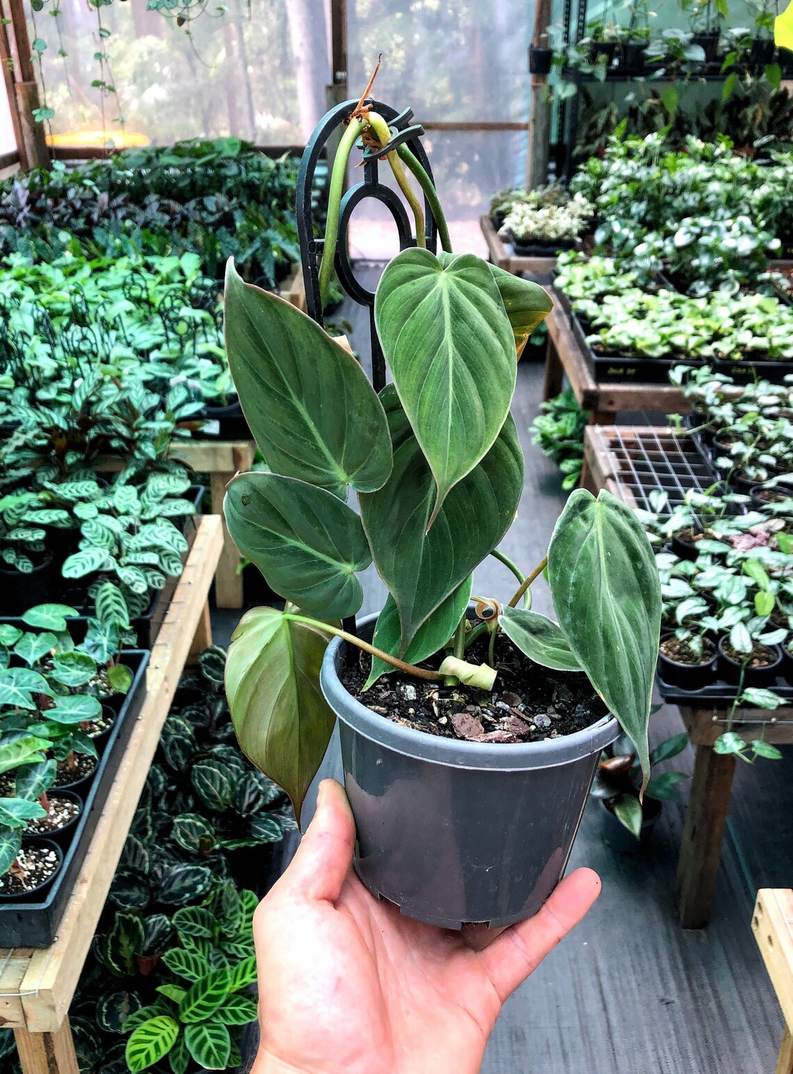 Philodendron Micans Velvet Philodendron Aroid | Etsy