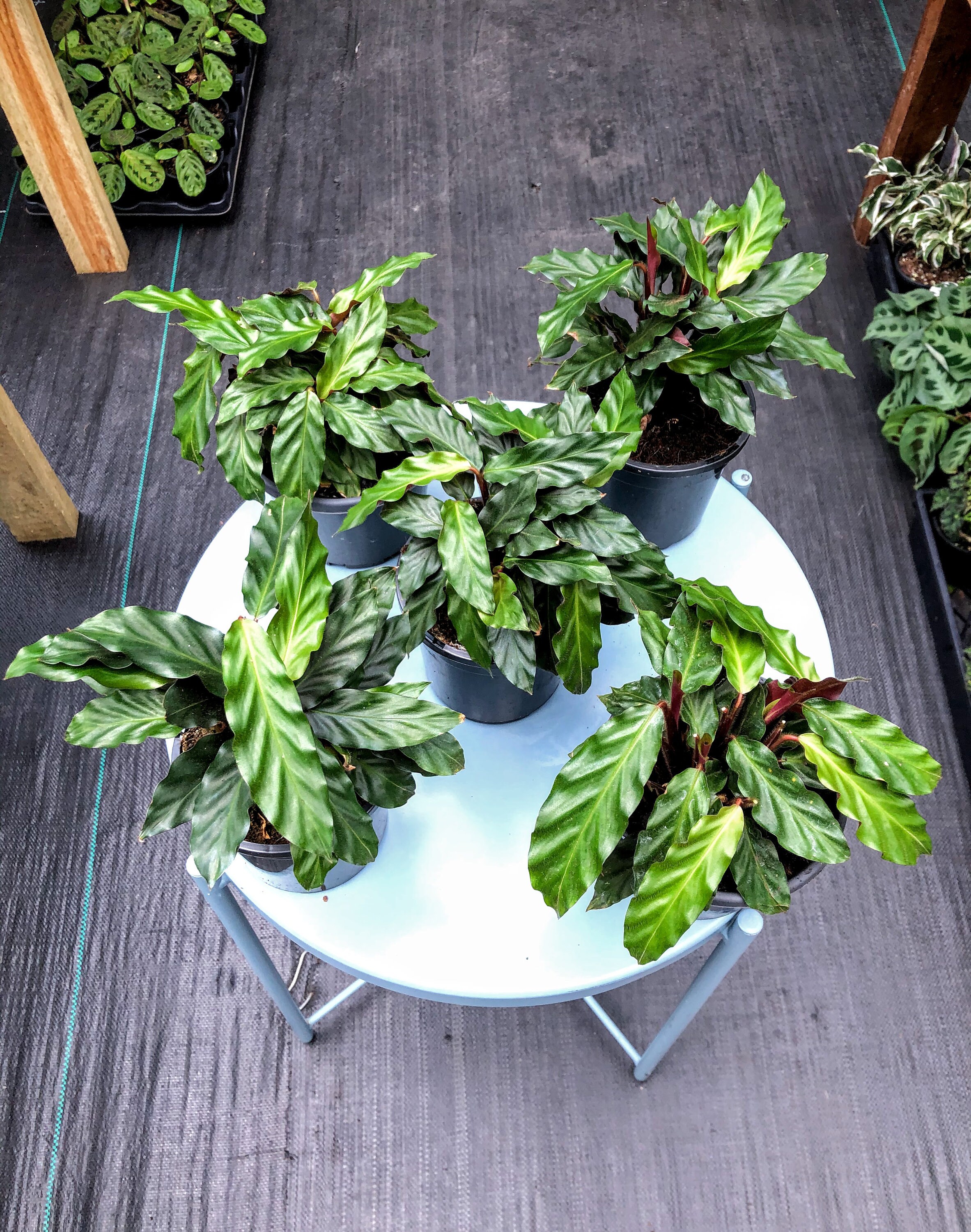 Calathea Rufibarba Furry Feather Calathea Velvet Calathea | Etsy