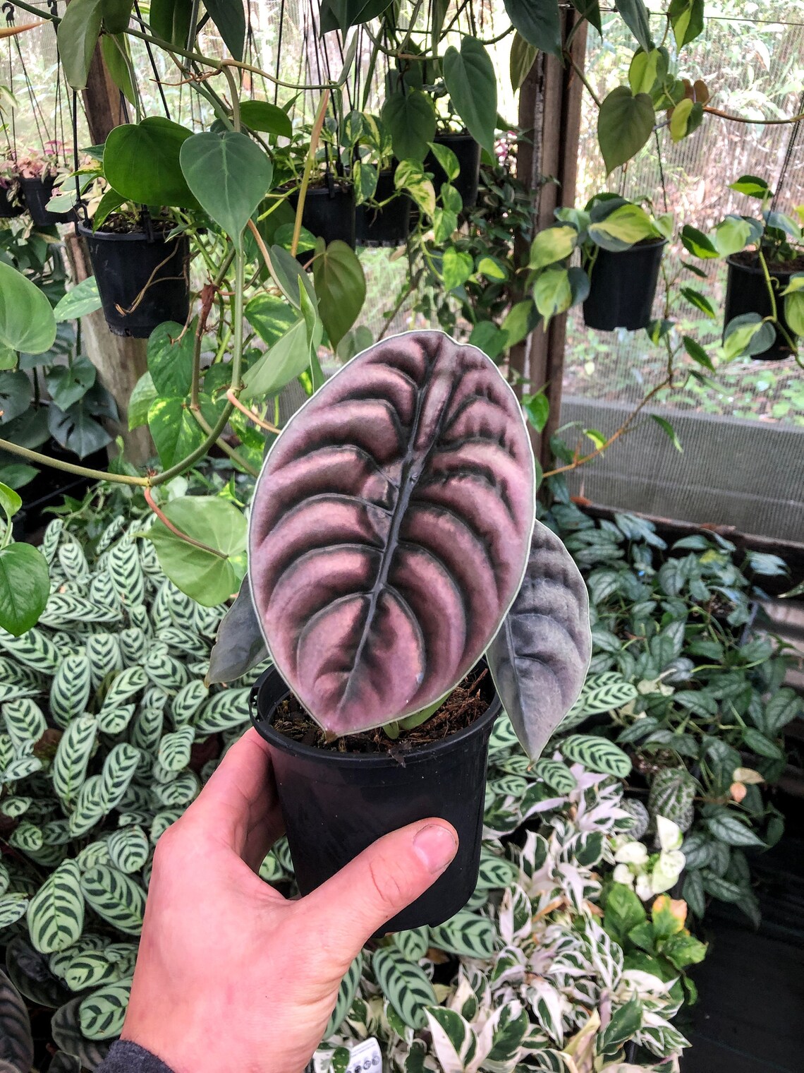 Alocasia Cuprea Alocasia 'Red Secret' Aroid Easy | Etsy