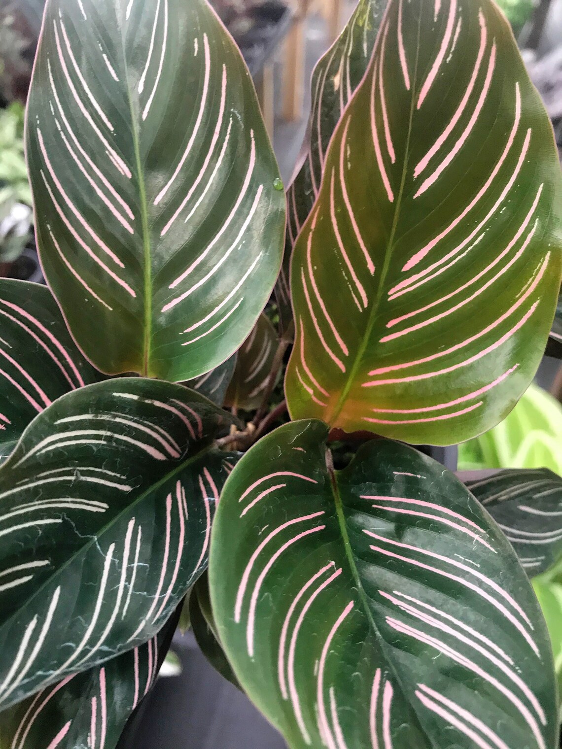 Calathea Ornata Dark Foliage Calathea l Indoor plant | Etsy
