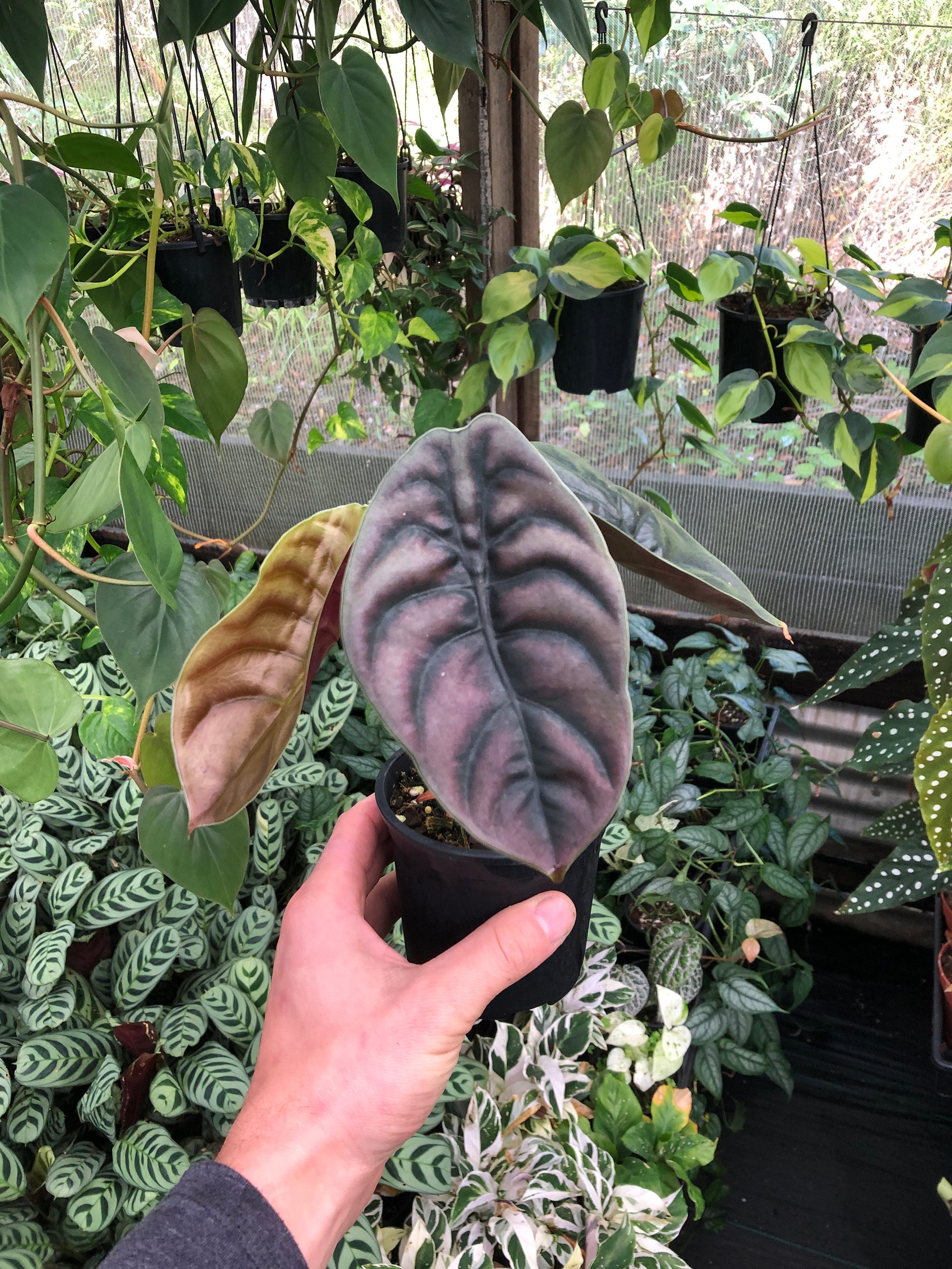 Alocasia Cuprea Alocasia 'Red Secret' Aroid Easy | Etsy