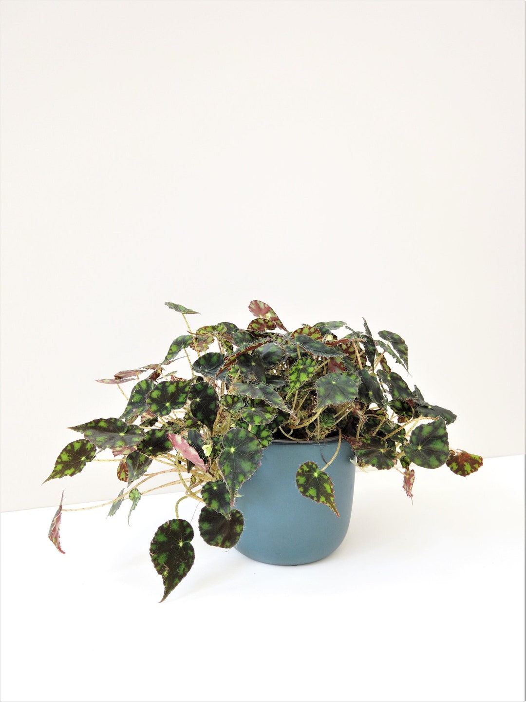 Begonia Tiger Paws XXL Begonia Boweri Eyelash Begonia - Etsy Australia