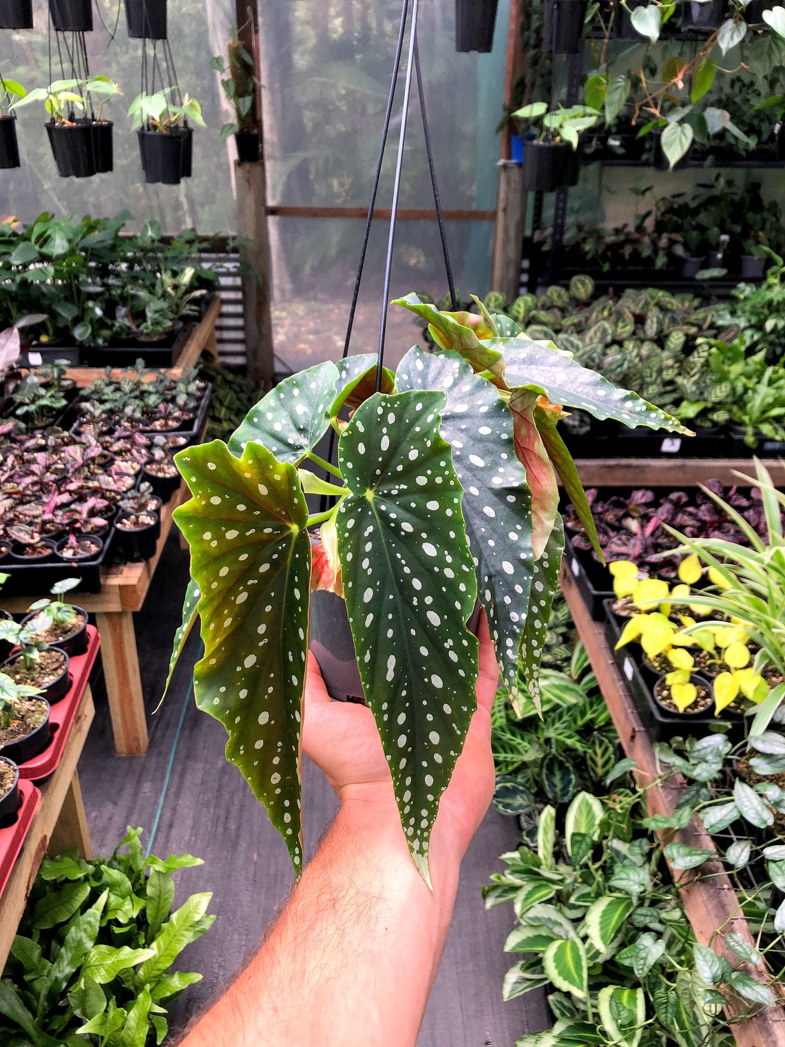 Begonia Maculata Flamingo Queen l Polka Dot Begonia / Planta | Etsy