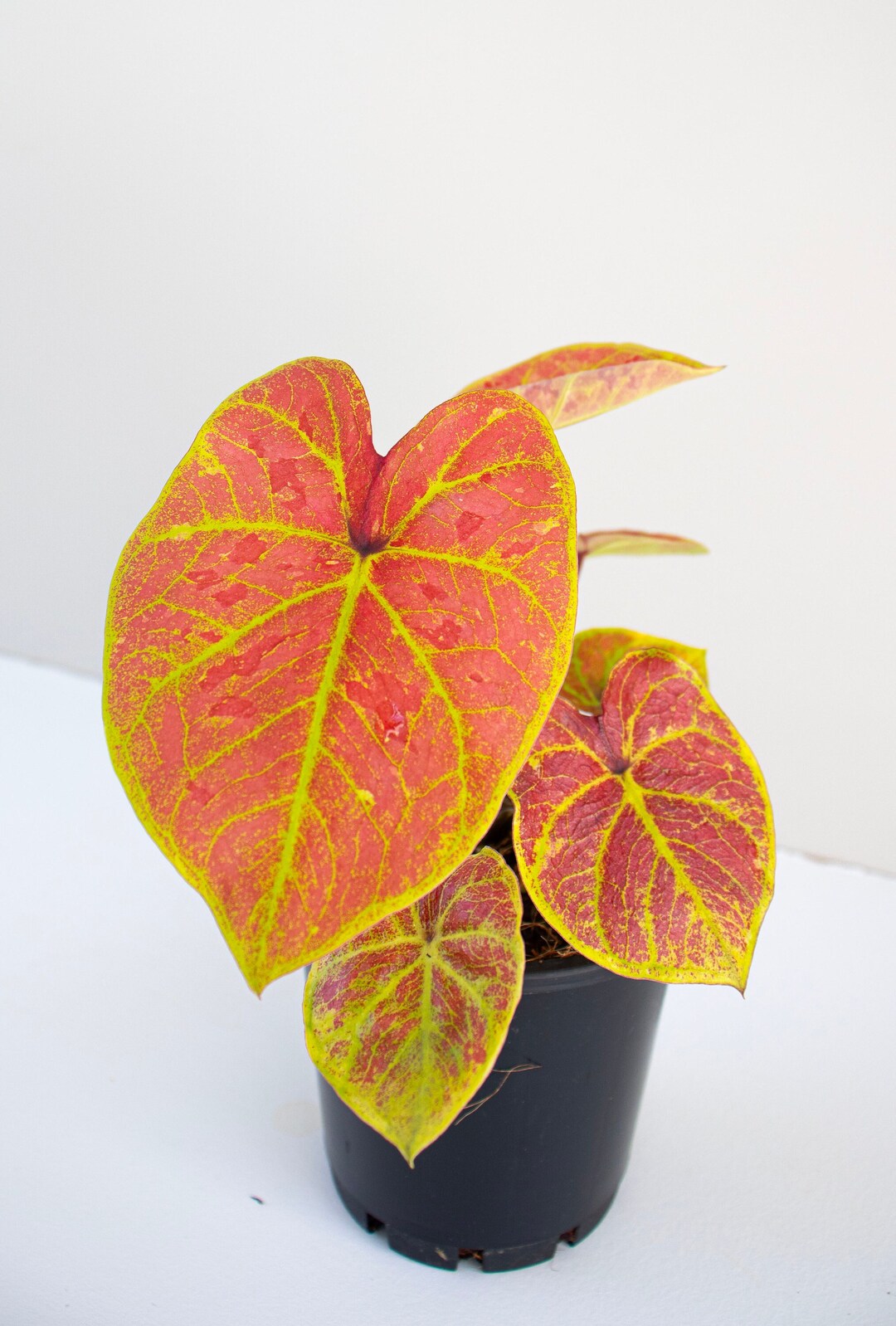 Caladium Hybrid New Wave. Collector Striking Caladium . Rare Caladium ...