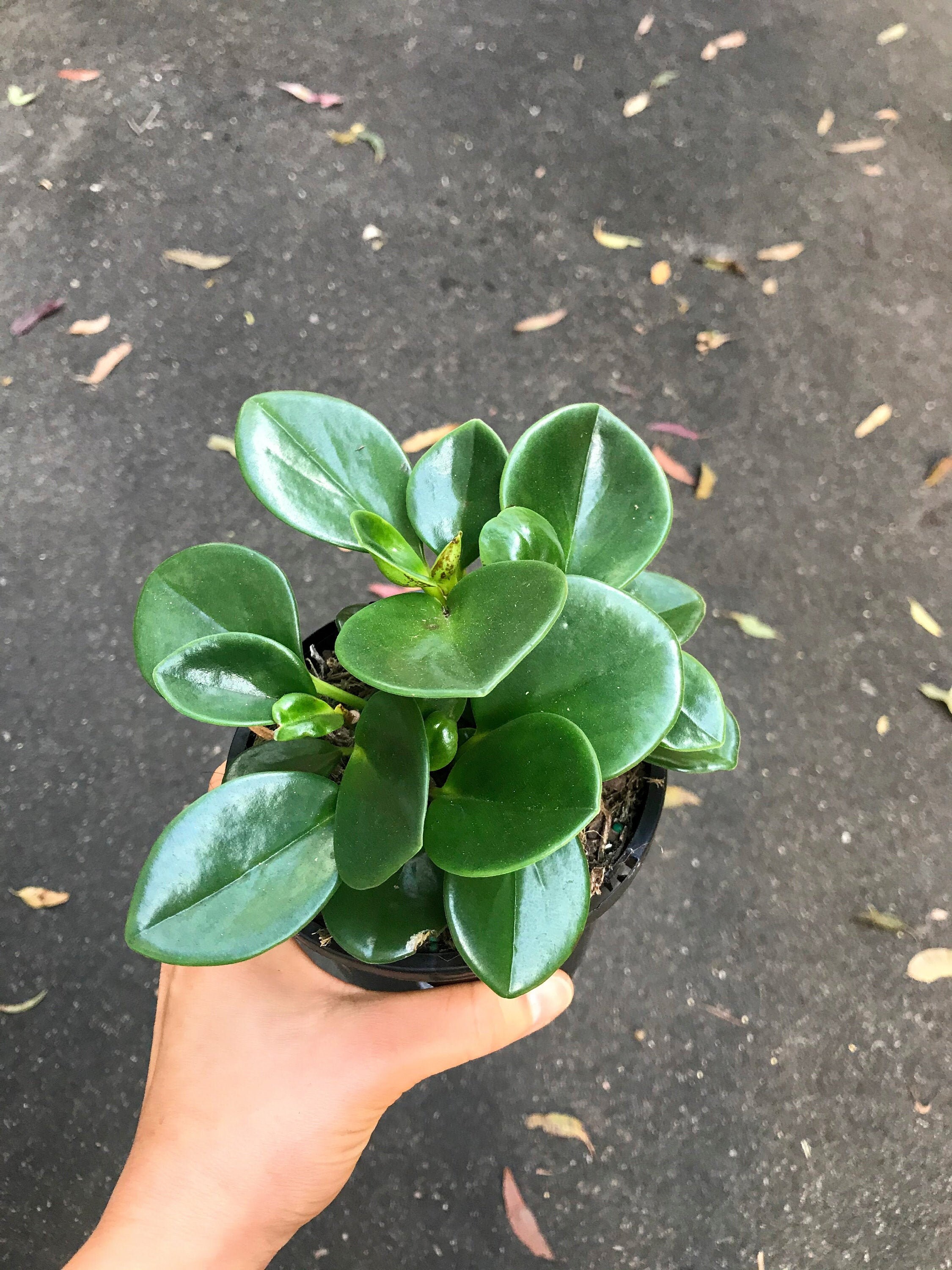 Peperomia Obtusifolia Peperomia Jade Baby Rubber plant | Etsy