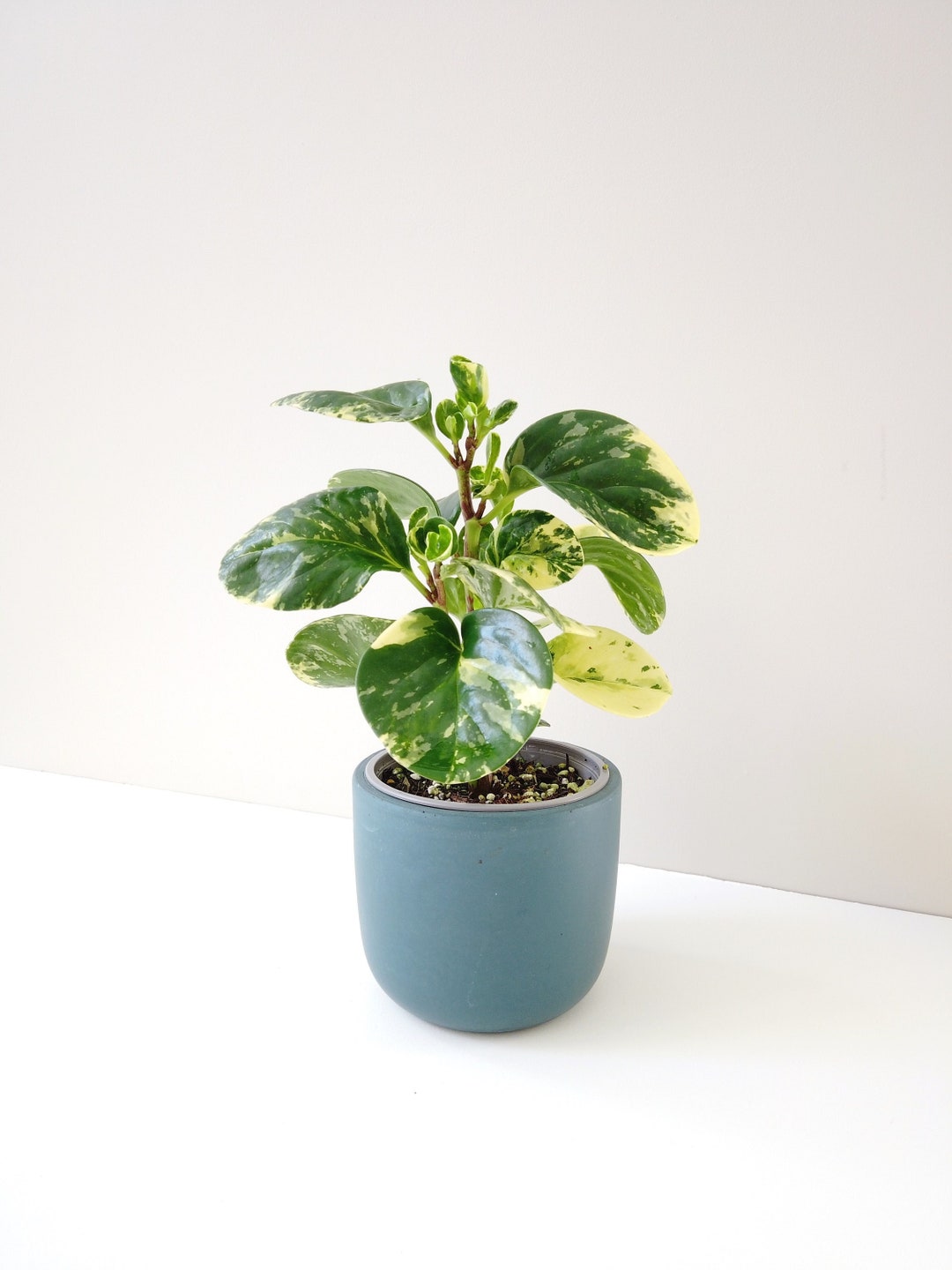 Peperomia Obtusifolia Variegata Variegated Peperomia Obtusifolia Baby ...