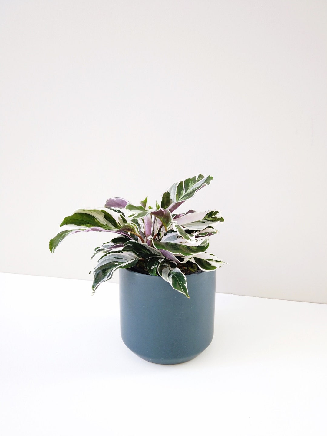 Calathea White Fusion Calathea Lietzei Variegated Calathea Queen of ...