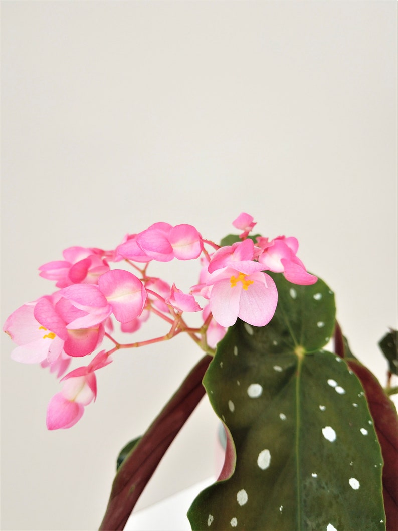 Begonia Maculata Flamingo Queen l Polka Dot Begonia / Angel - Etsy España