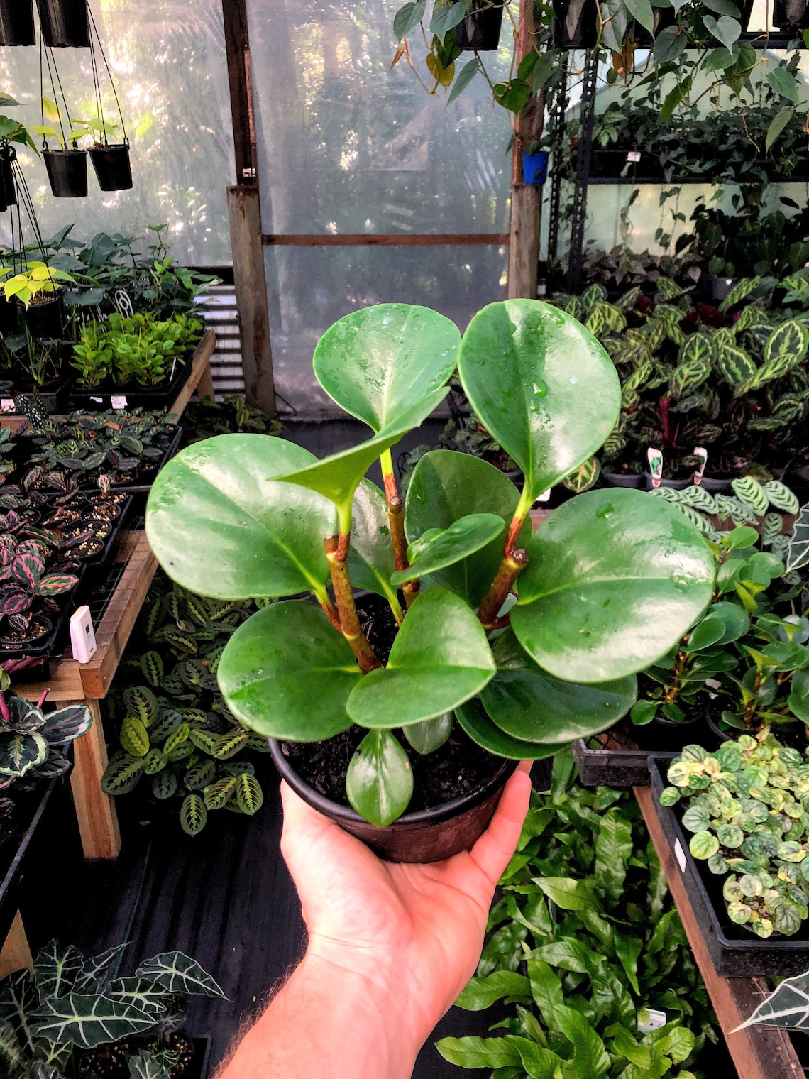 Peperomia Obtusifolia Peperomia Jade Baby Rubber plant | Etsy